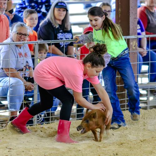 Chambers Youth Projects Show nets ‘close’ to $1M for students | Local ...