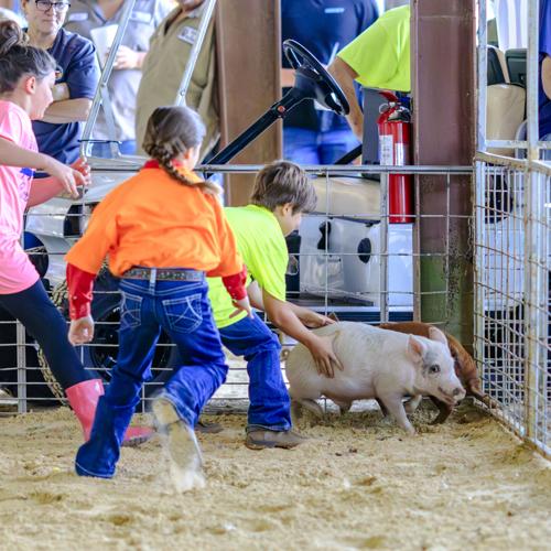 Chambers Youth Projects Show nets ‘close’ to $1M for students | Local ...