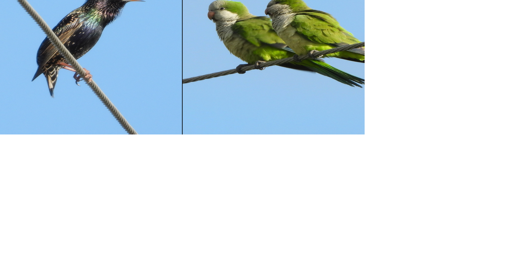 Invasive birds: starlings and parakeets | Lifestyle | baytownsun.com