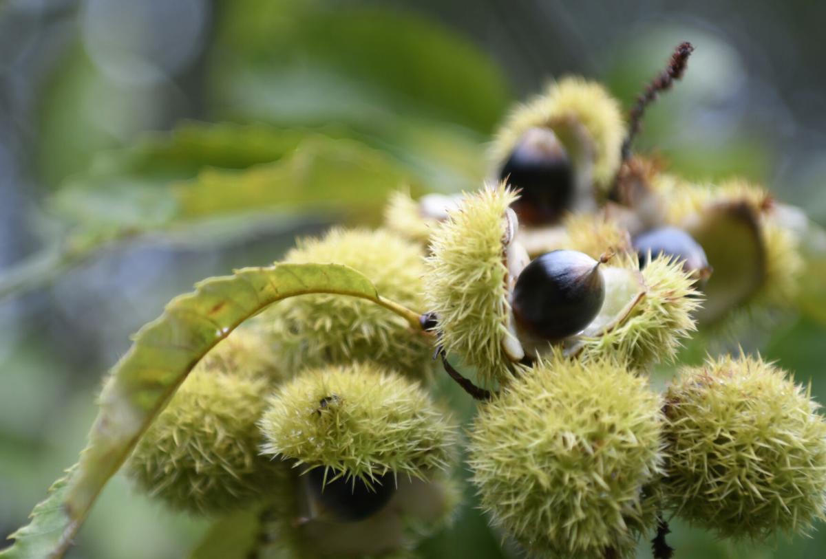 Slideshow: Chinquapin Picking | Gallery | bdtonline.com
