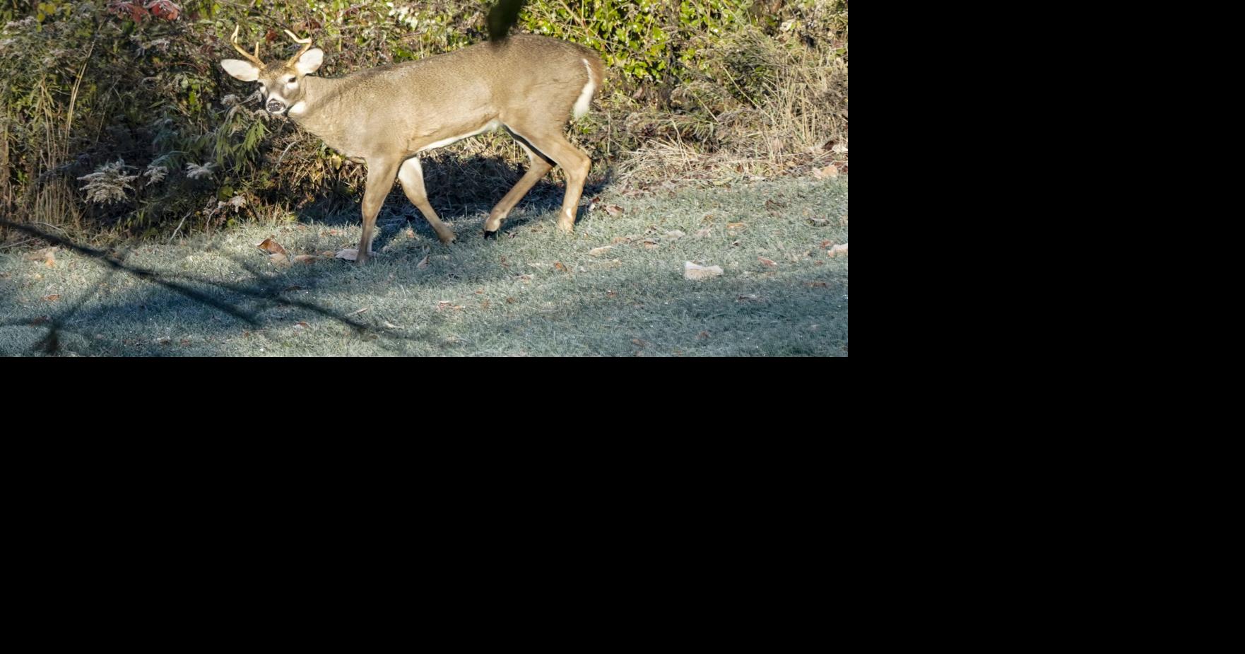Justice urges safety during buck firearm season | News | bdtonline.com