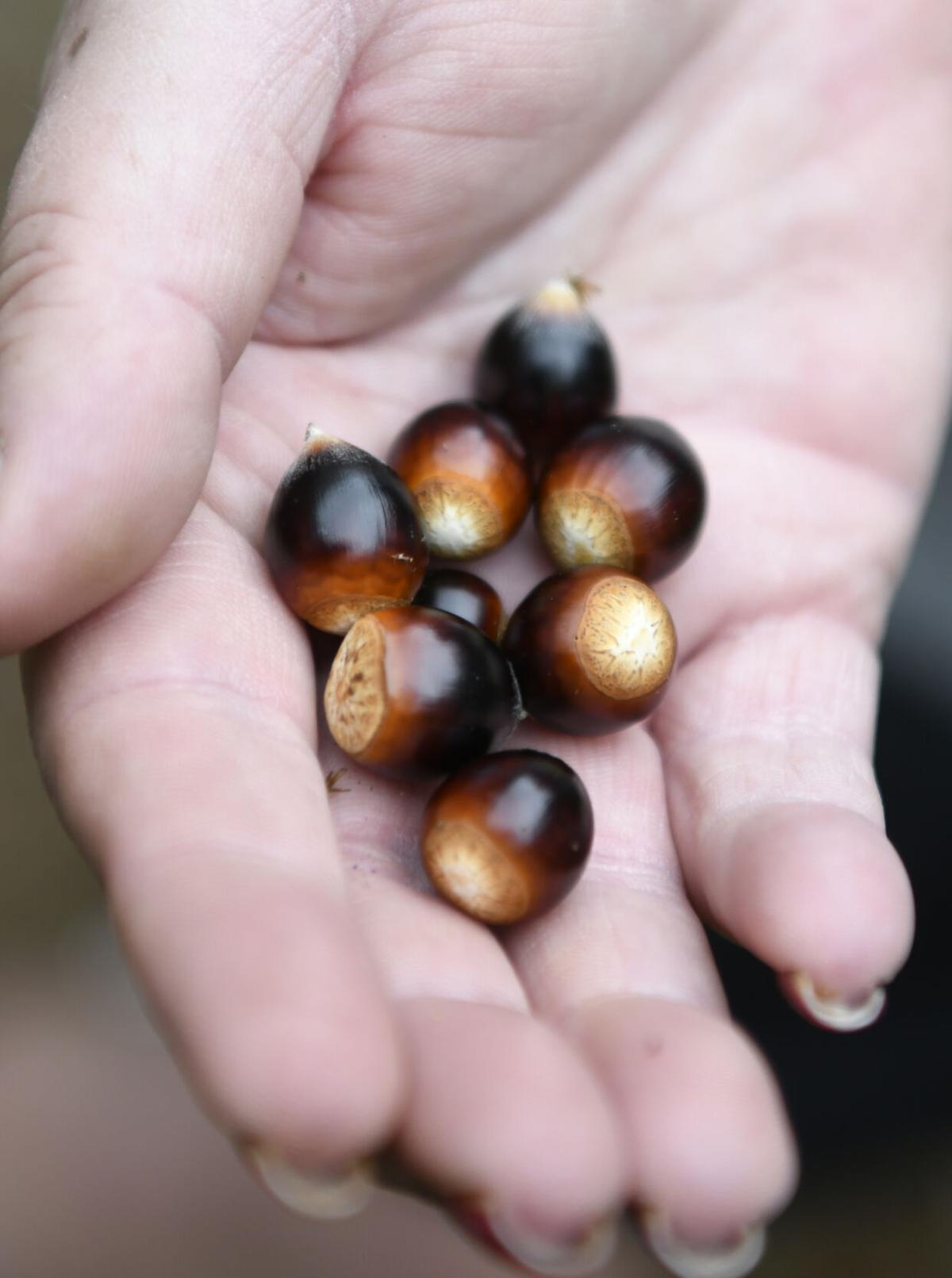 Slideshow: Chinquapin Picking | Gallery | bdtonline.com