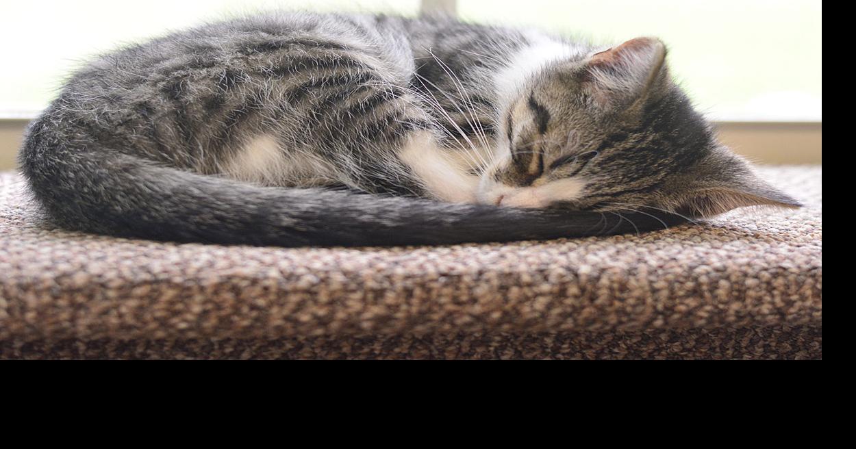 Princeton officials advance nuisance cat ordinance | News | bdtonline.com