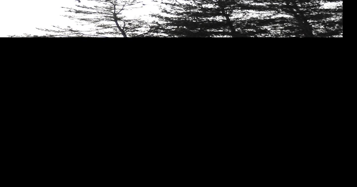 Thousands of crows return to roost in Bluefield | News | bdtonline.com
