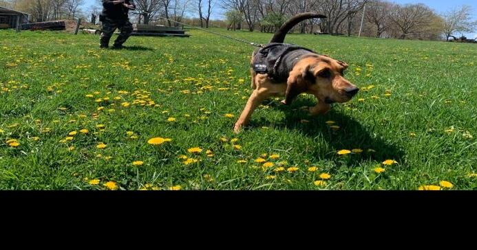 Bloodhound training 'big hide and seek game' | News | bdtonline.com