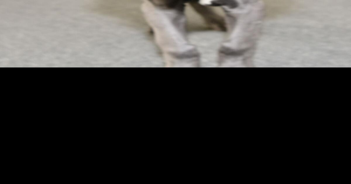 Slideshow: Meet Blue: BSC adopts new mascot | Gallery | bdtonline.com