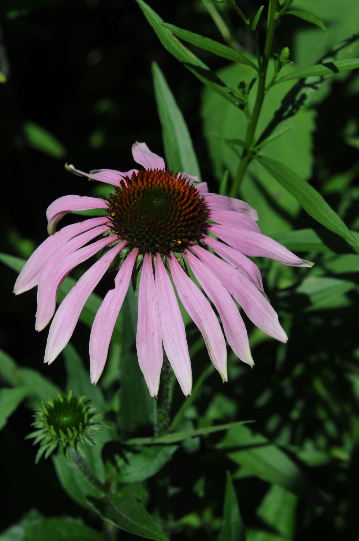 Slideshow: Wildflowers of Southern West Virginia | Gallery | bdtonline.com