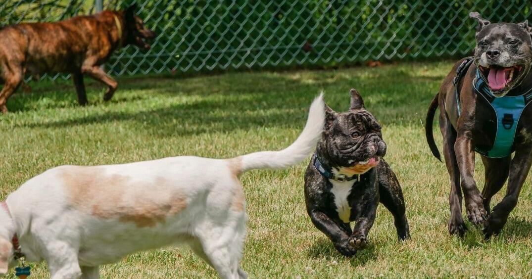 Contracted awarded for Princeton's new dog park | News | bdtonline.com