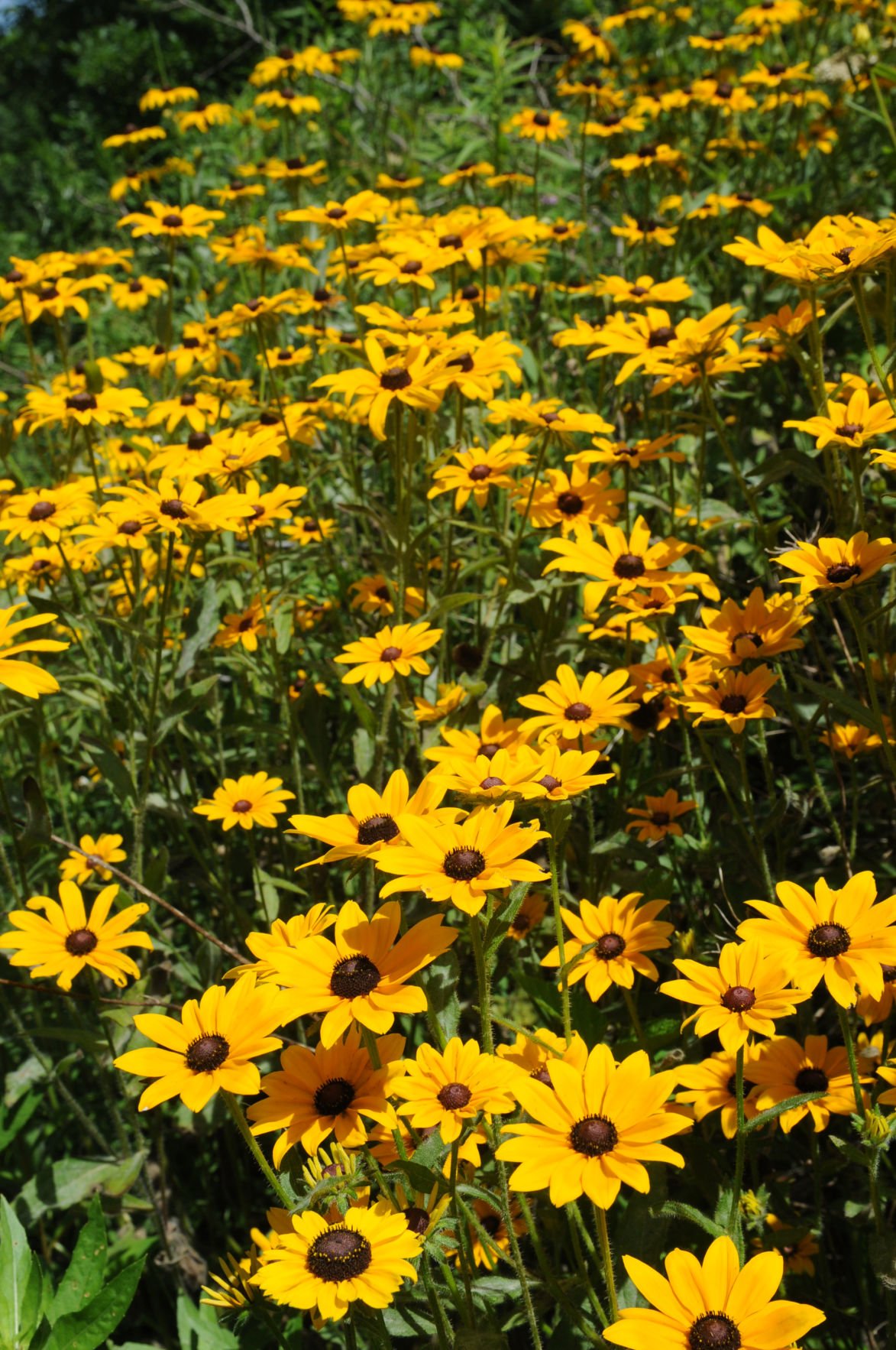 Slideshow: Wildflowers of Southern West Virginia | Gallery | bdtonline.com