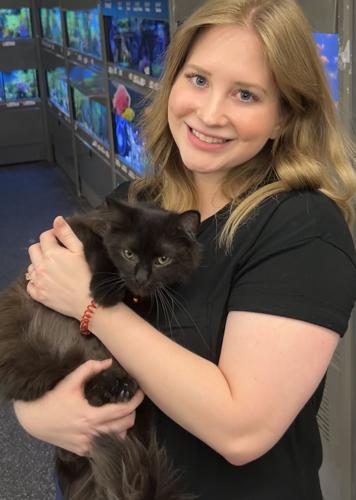 100th feline adoption to be celebrated with "PAWrty" Saturday | Local ...