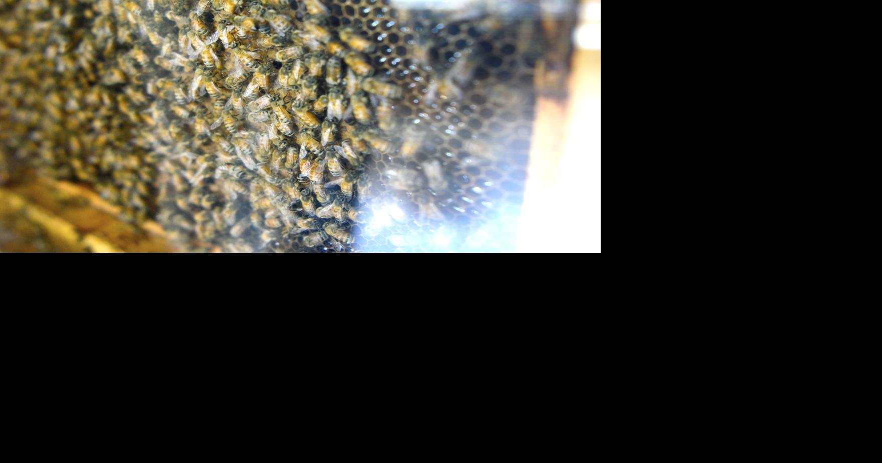 New Blue Ridge Bee Company buzzes into Princeton | News | bdtonline.com