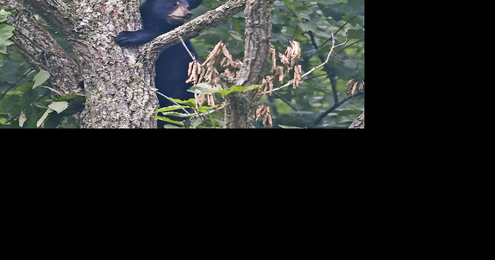 WVDNR warns public about nuisance bear behavior | News | bdtonline.com