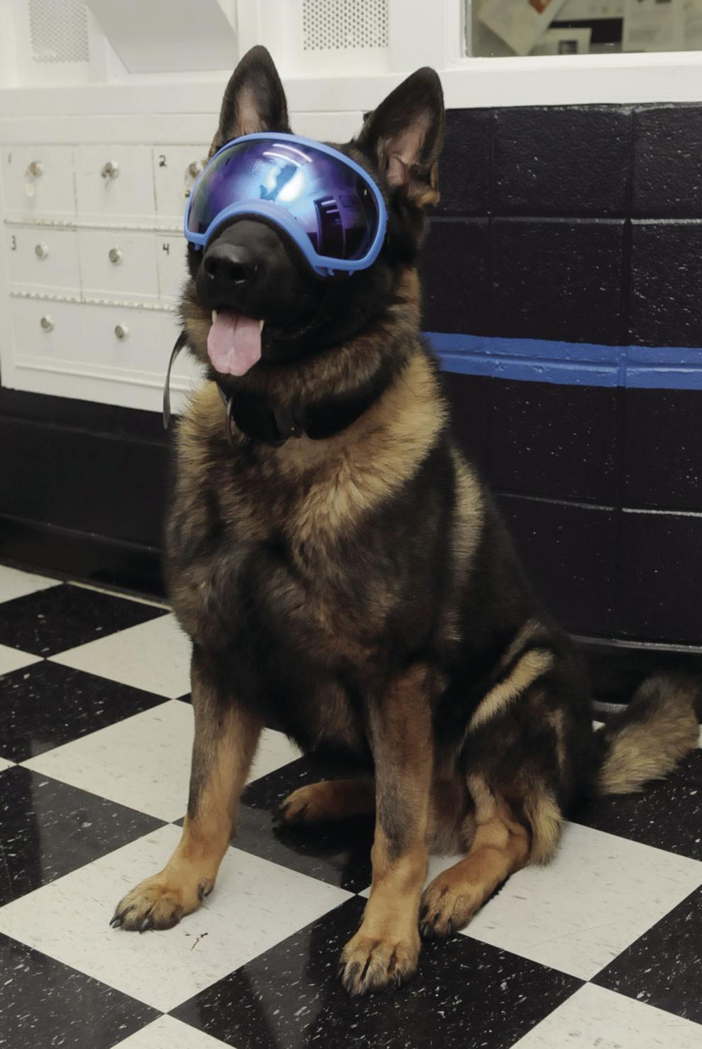 Bluefield Police Department K-9 Thor receives new protective eye gear ...