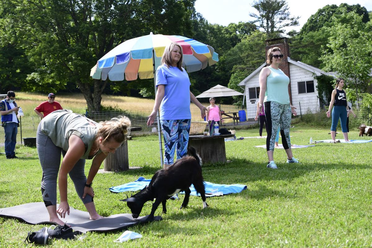 History and relaxation: Goat yoga classes arrive at Jones Family Farm ...