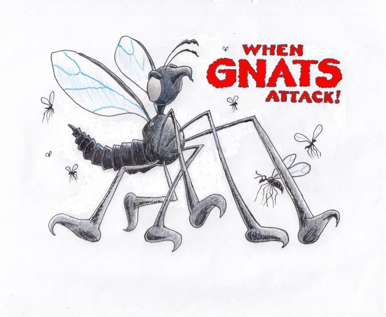 When gnats attack! | Lifestyles | bdtonline.com