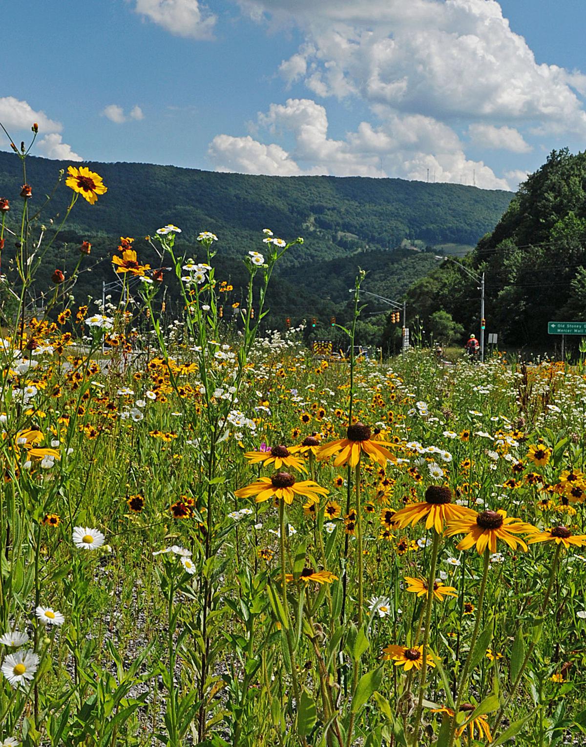 Slideshow: Wildflowers of Southern West Virginia | Gallery | bdtonline.com