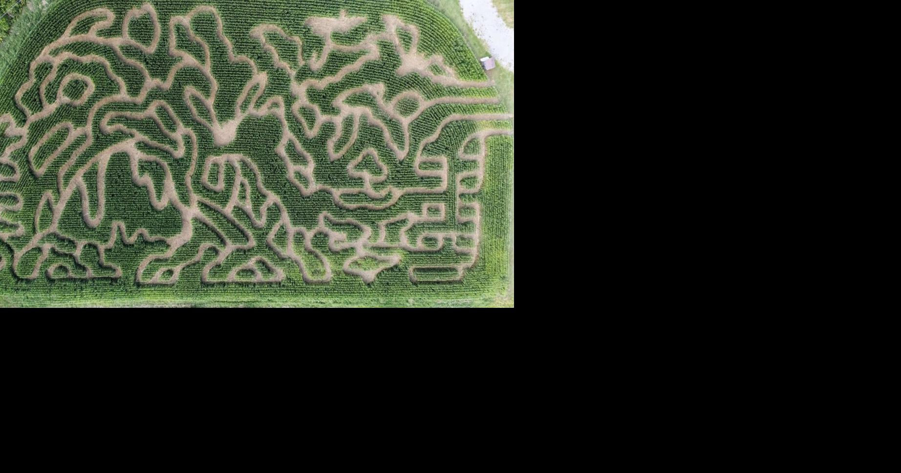 Giant corn maze returns to Crab Orchard Museum | News | bdtonline.com