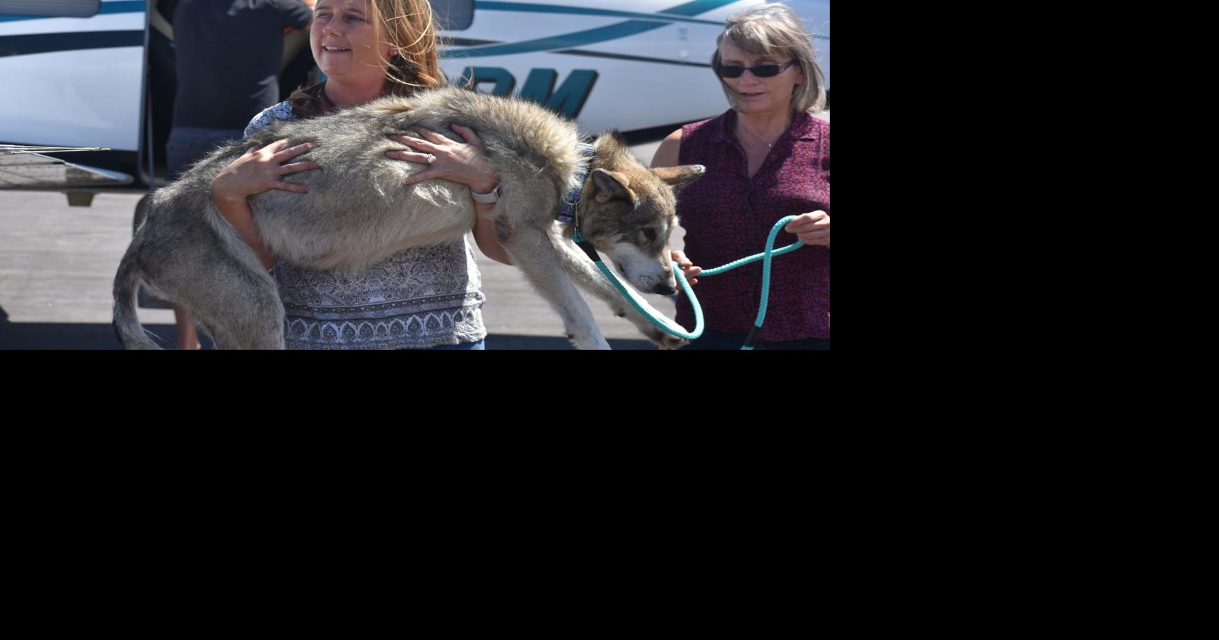 Blind wolf-dog hybrid journeys across country for second chance | News ...