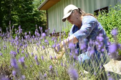 beagle ridge lavender