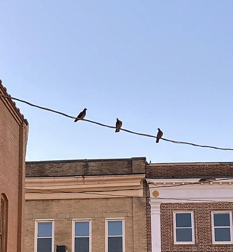 weather birds | | bdtonline.com