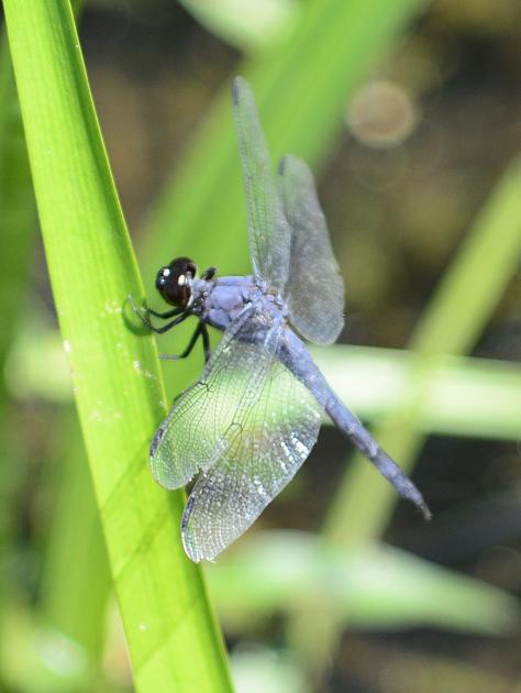 Dragonflies swarm southern West Virginia and Southwest Virginia | News ...