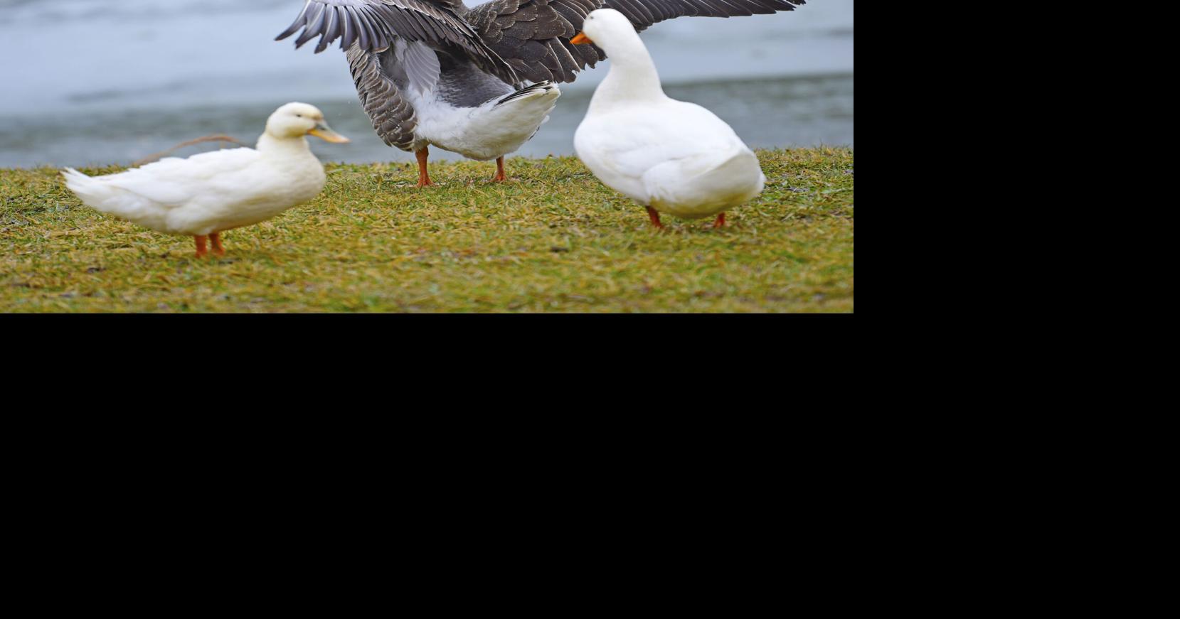 Domesticated and abandoned: Ducks, goose struggle to survive winter at ...