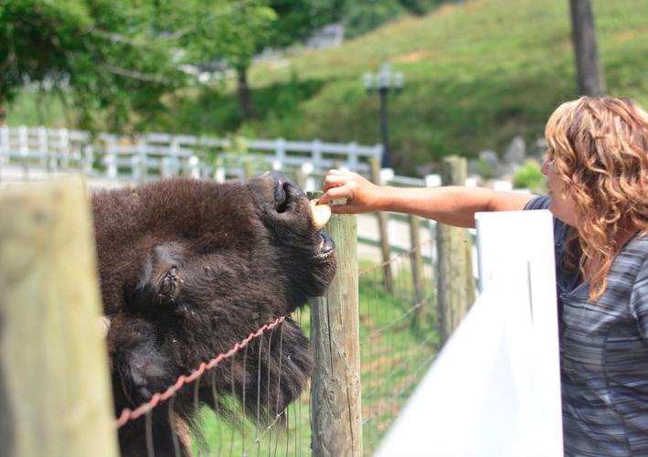 Buffalo kisses a welcome sign of continued growth for Mercer | Opinion ...