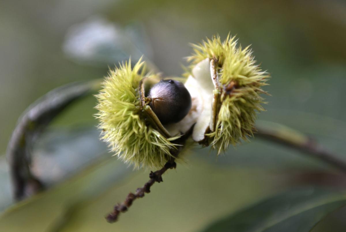 Slideshow: Chinquapin Picking | Gallery | bdtonline.com
