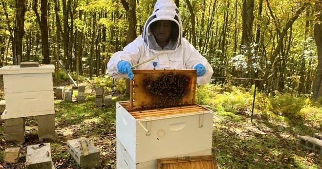 Woman becomes third female Master Beekeeper in West Virginia | News ...