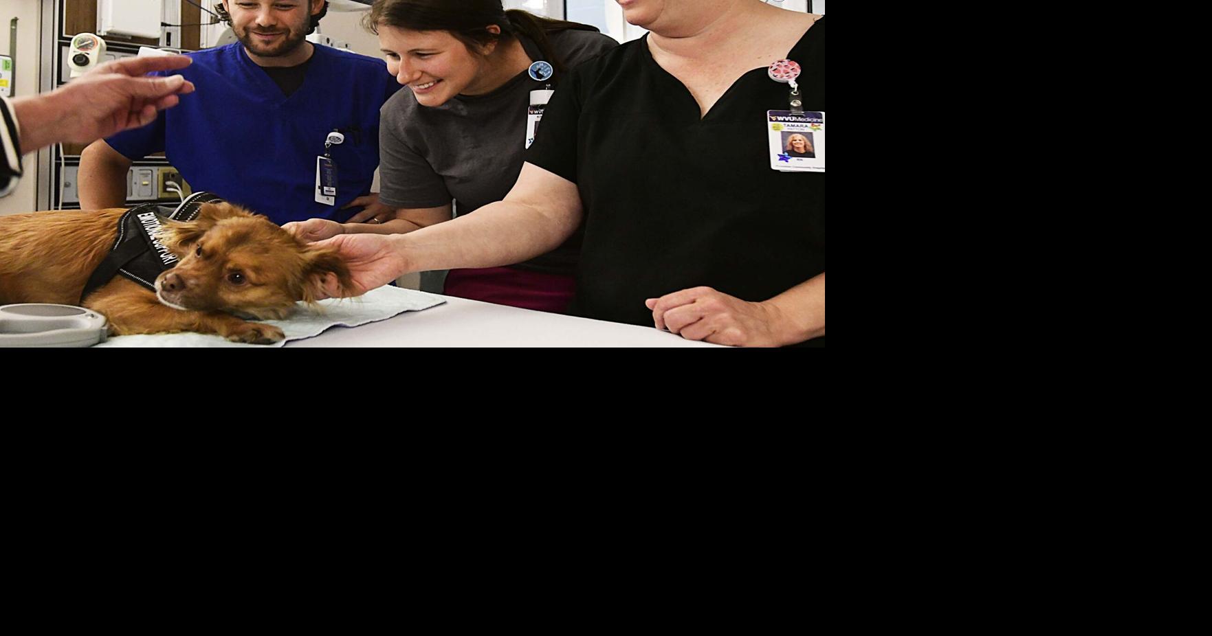 Dogs bring joy to patients and staff at WVU Princeton Community ...