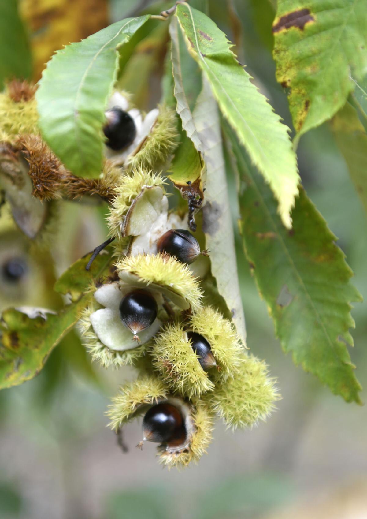 Slideshow: Chinquapin Picking | Gallery | bdtonline.com