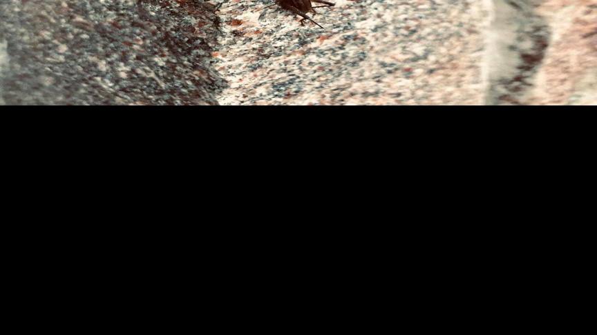 Cricket invasion may be a plus for anglers and hunters | Local ...