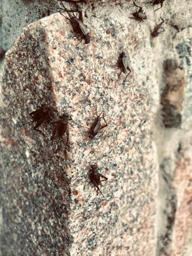 Cricket invasion may be a plus for anglers and hunters