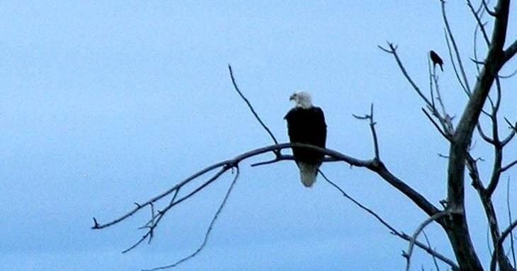 Eagle migration in Nebraska