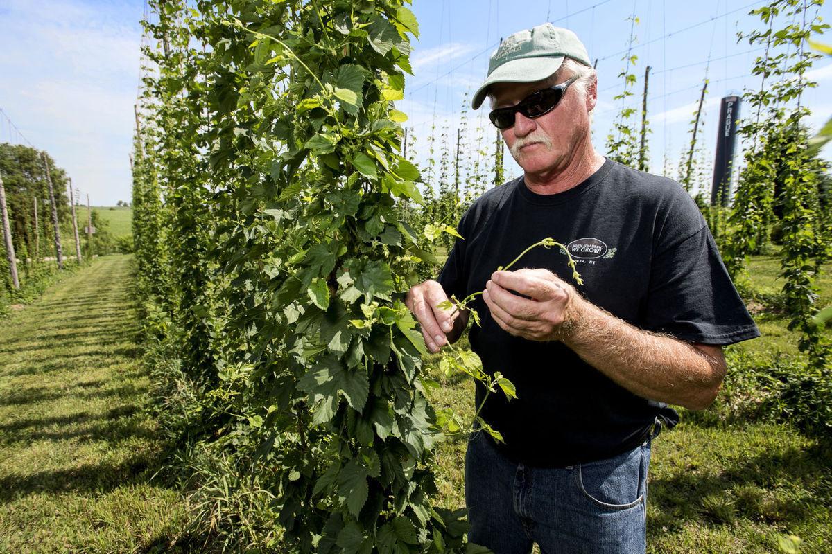 Farmers give hops a try