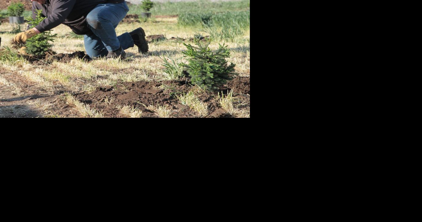 City partners with Neapco to plant trees