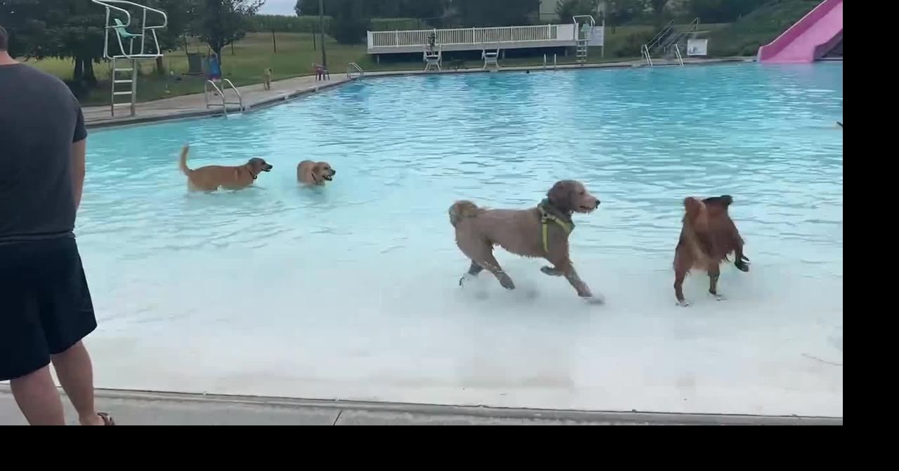 Dogs, owners enjoy final water park swim of the year