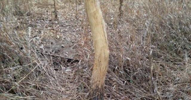 How should you interpret buck rubs?