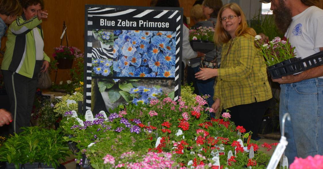 The seeds of Spring Bling continue to grow in Plymouth