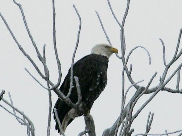 Now is a good time for eagle viewing in Nebraska