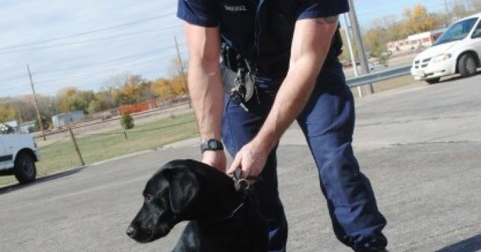 Rescue animal finds success as narcotics dog