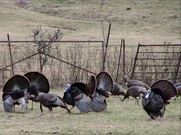 It’s spring turkey season in Nebraska
