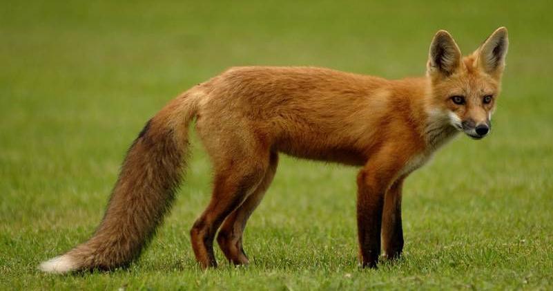 Foxes making a rebound in Nebraska
