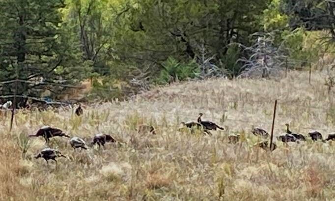 Deer archery season is open, turkey season begins October 1st