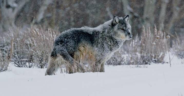 Are there wolves in Nebraska?