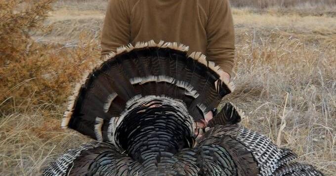 Time to consider some late season turkey tactics