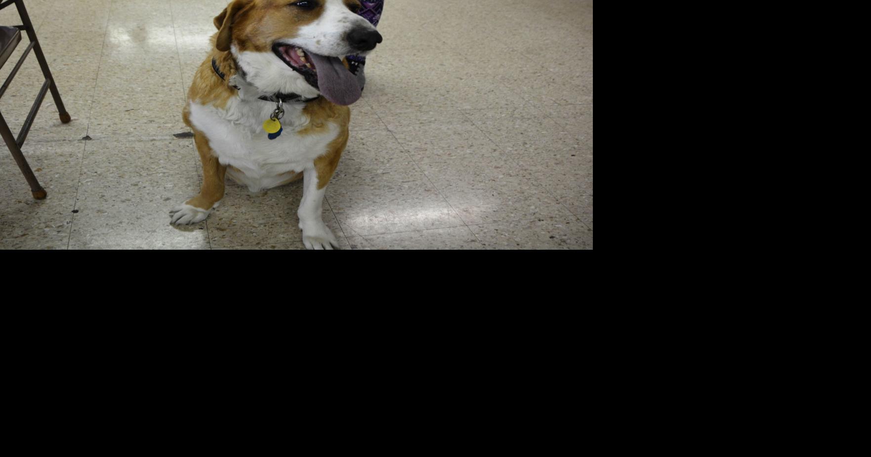 Dogs Against Domestic Violence raises awareness and gets tails wagging