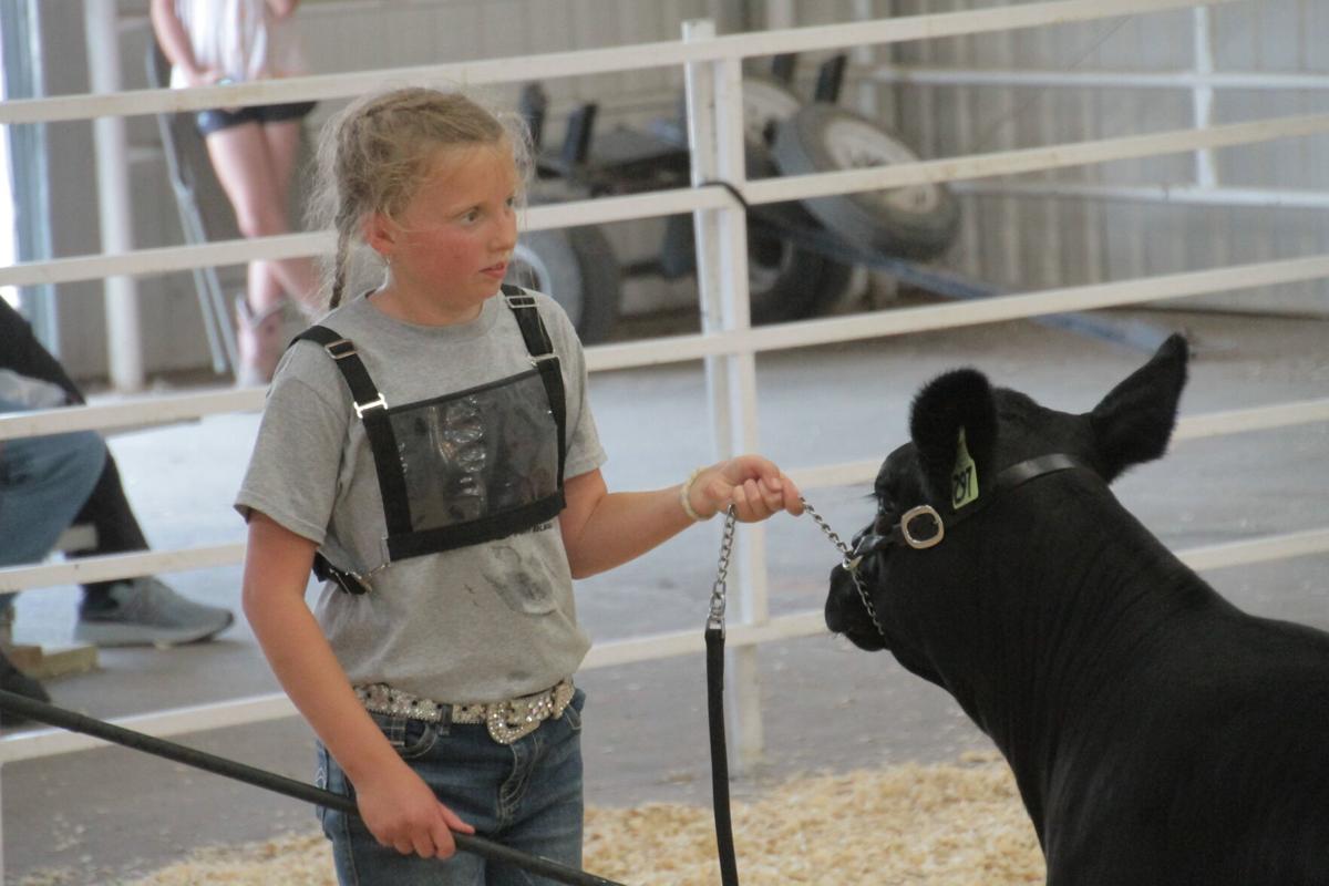 Young 4-Hers show off bucket calves