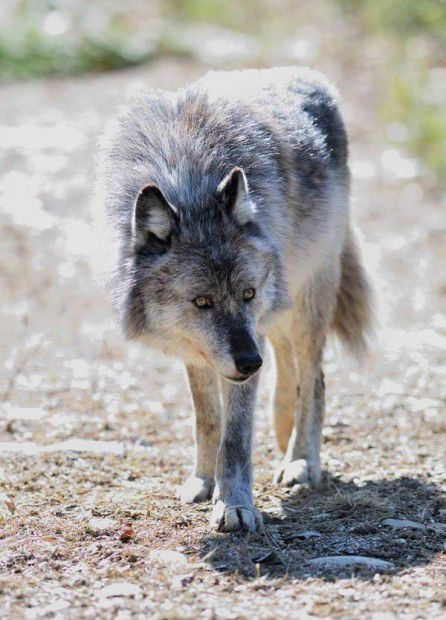 Are wolf populations expanding into the Great Plains? | Local ...