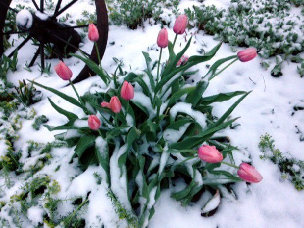 May snow day? Reality for some Midwest states